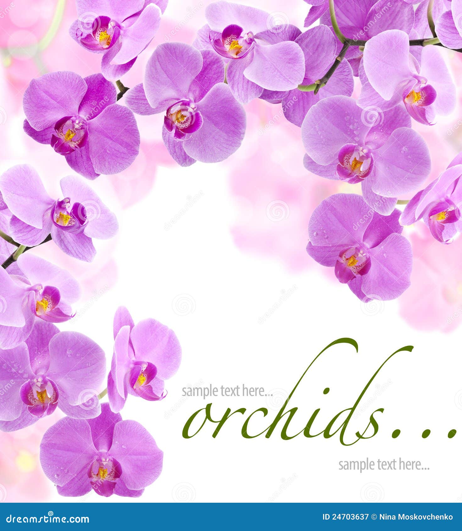 Orchid Flowers Royalty-Free Stock Photography | CartoonDealer.com #24703637