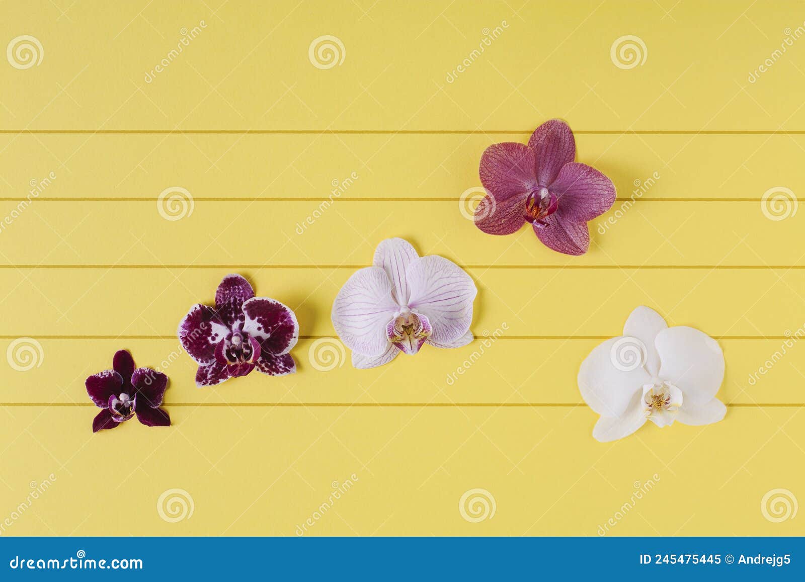 Orchid Flowers As Notes on Musical Lines. Simple Composition on Yellow ...