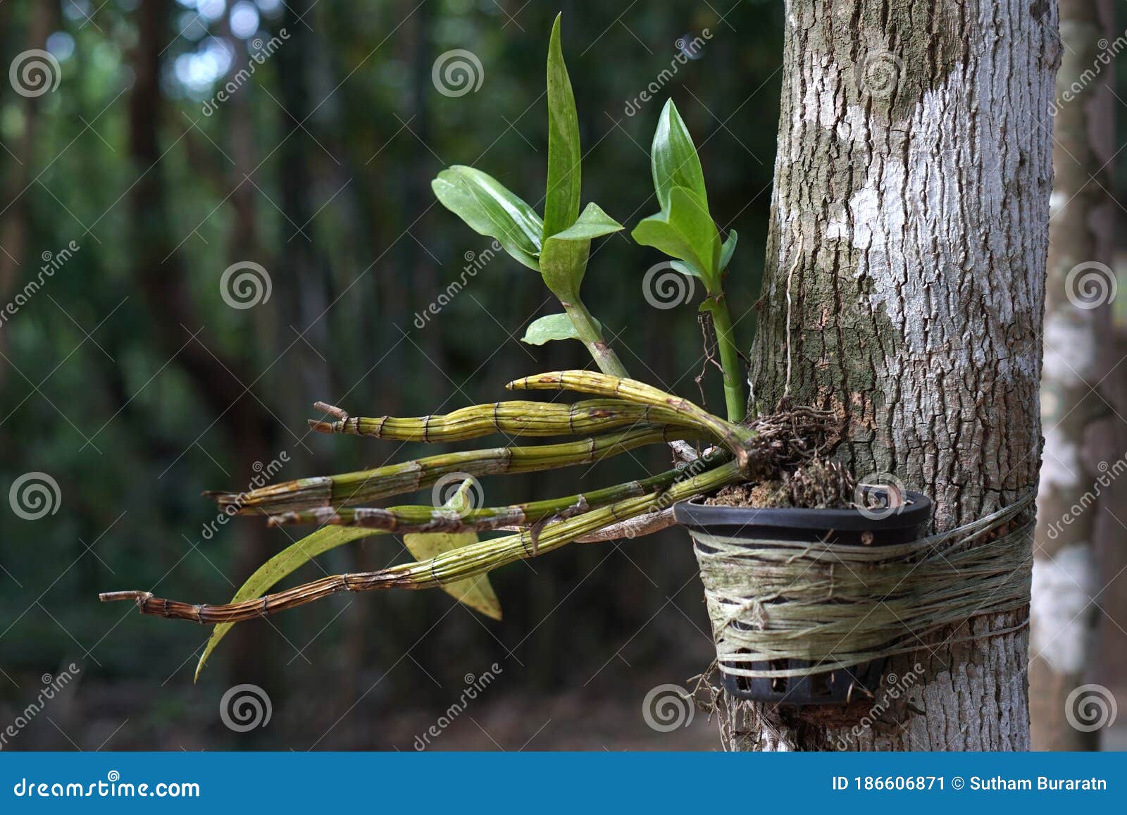 Orchid Flowers are Attached To Tree that the Roots Need To Attach Stock ...