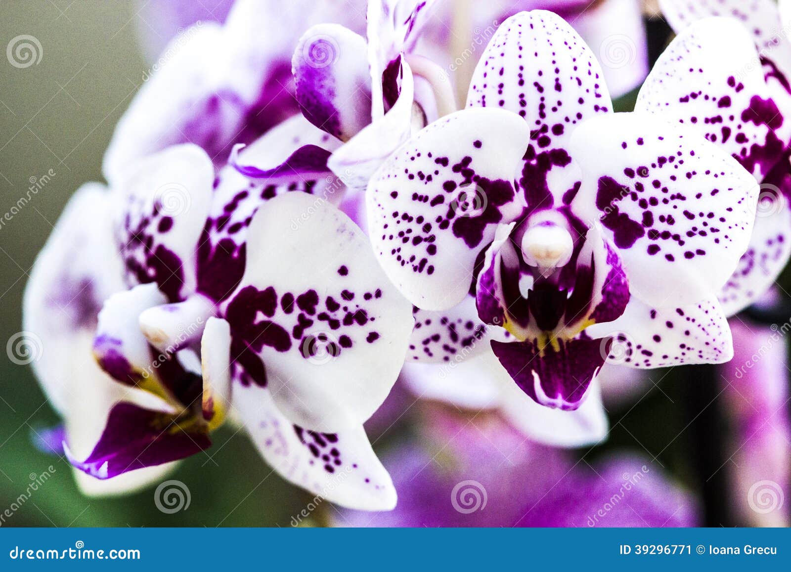Orchid Flowers Royalty-Free Stock Photography | CartoonDealer.com #24703637