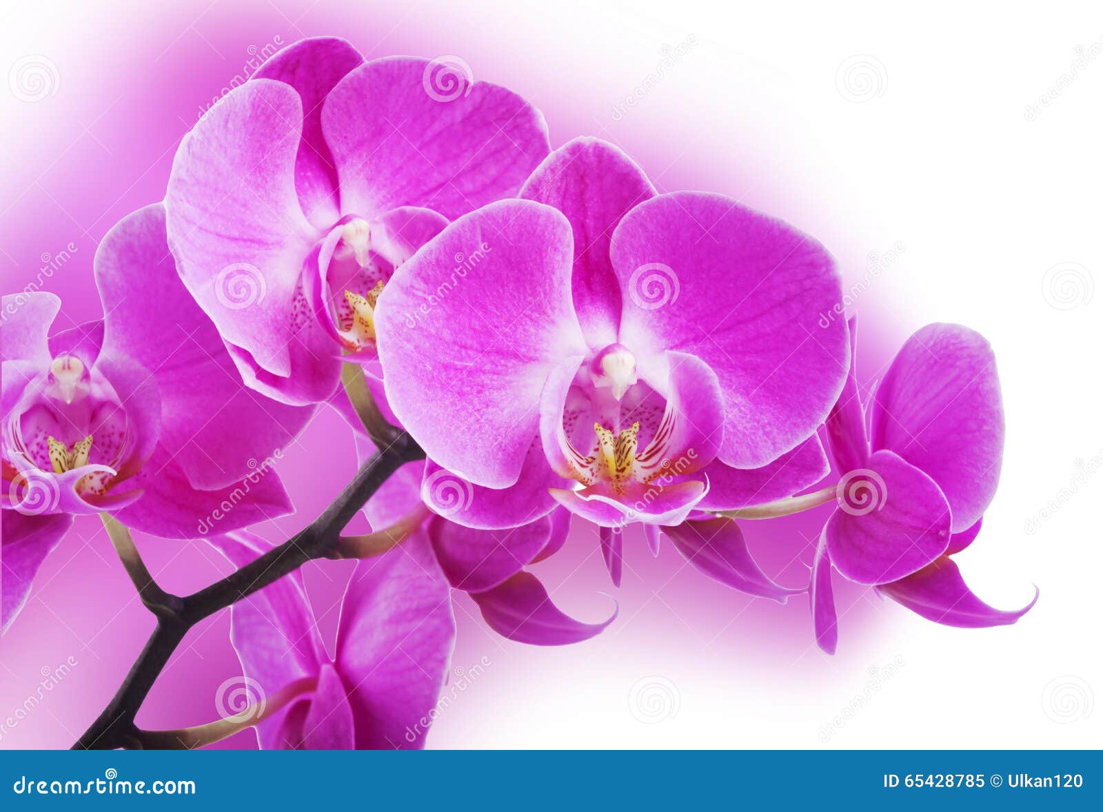 Orchid flowers border stock image. Image of leaf, frame - 65428785