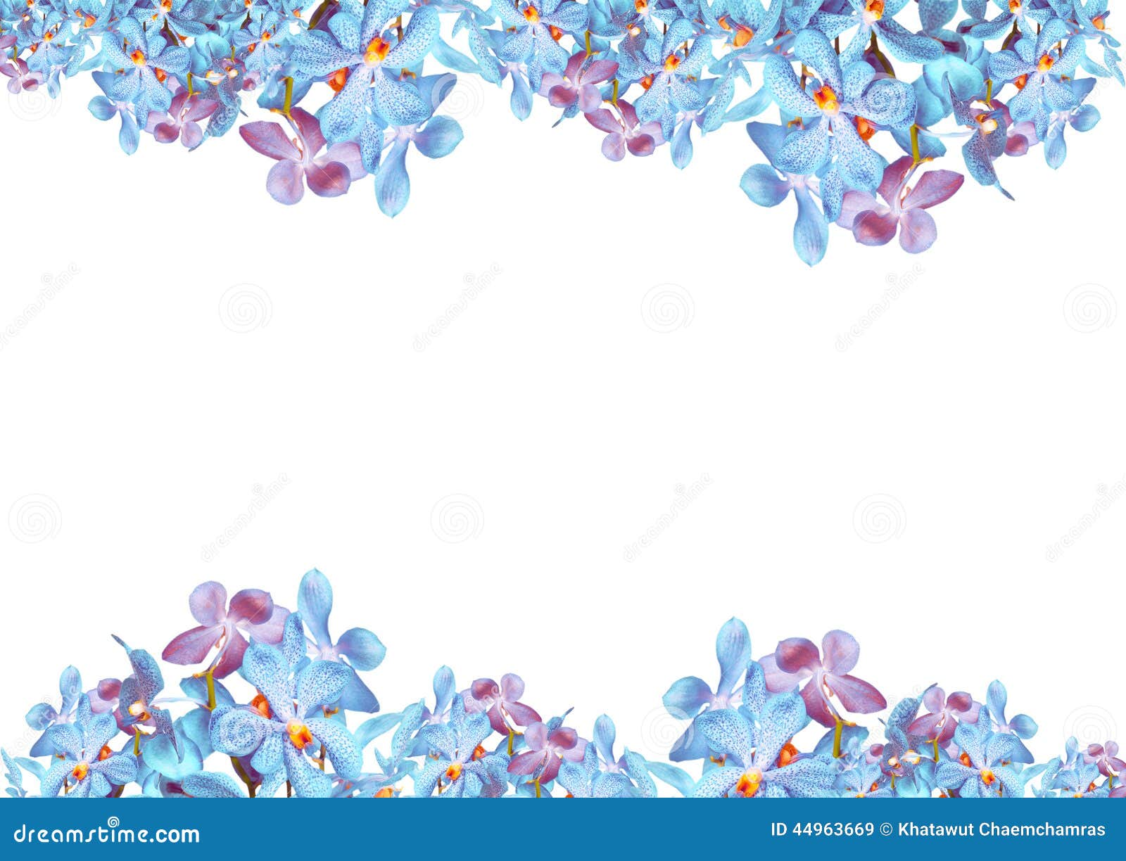 Orchid flowers border stock image. Image of fragility - 44963669