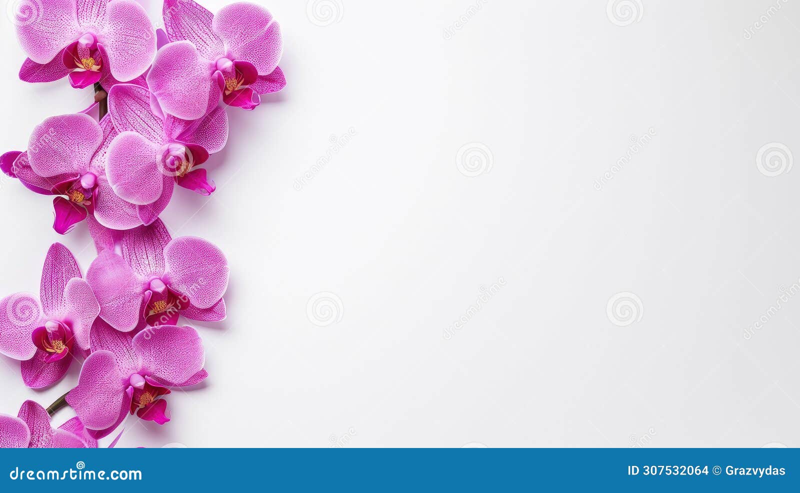 Orchid Flowers Border with White Copy Space Stock Illustration ...