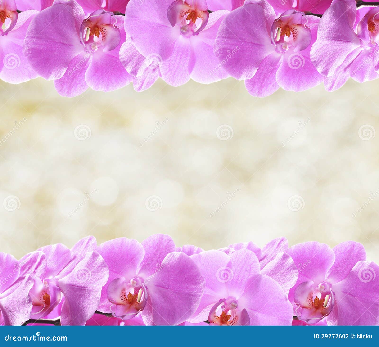 Orchid flowers frame stock photo. Image of blooming, beautiful - 29272602