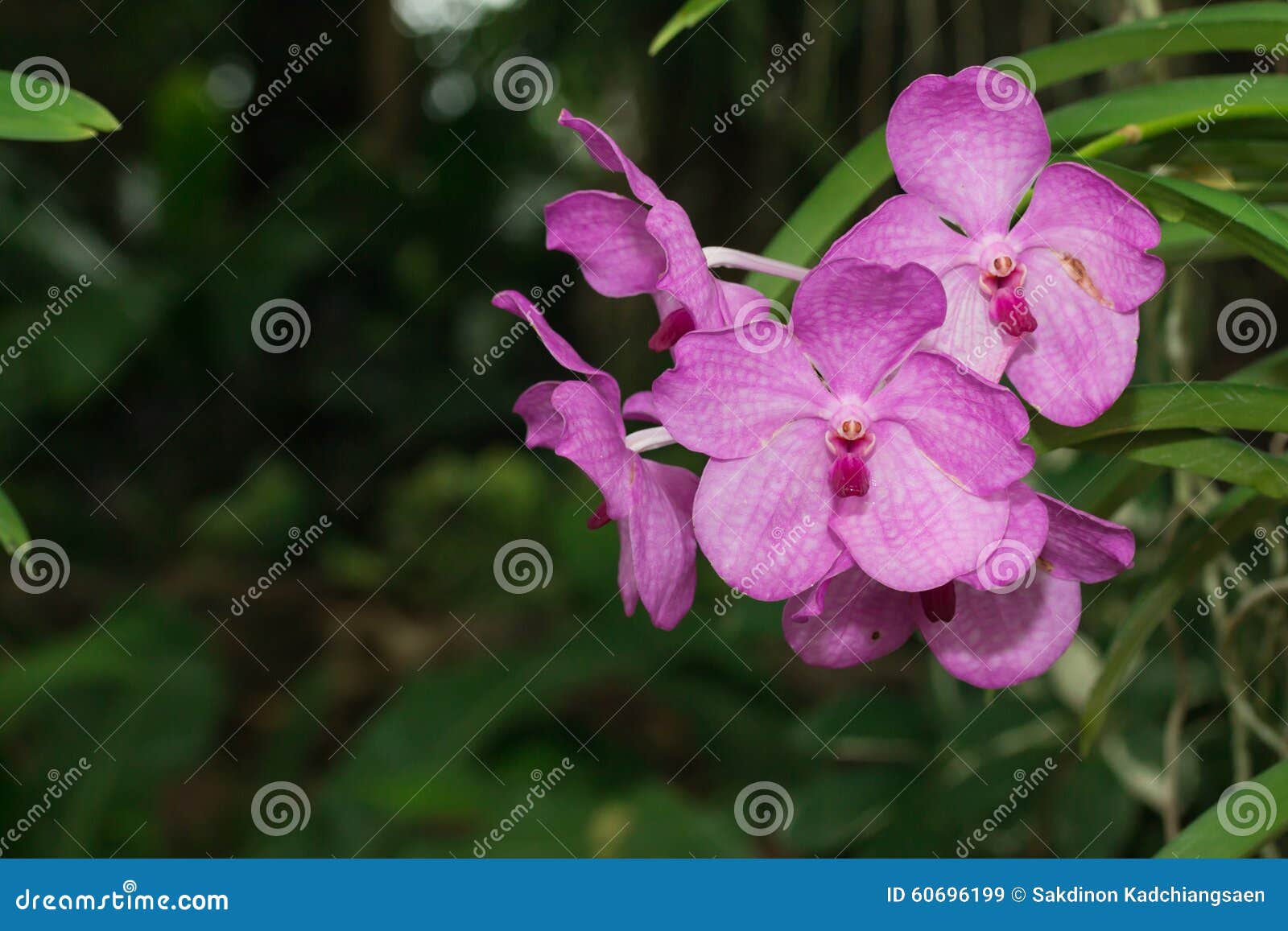 Orchid flowers stock image. Image of crop, leave, pattern - 60696199