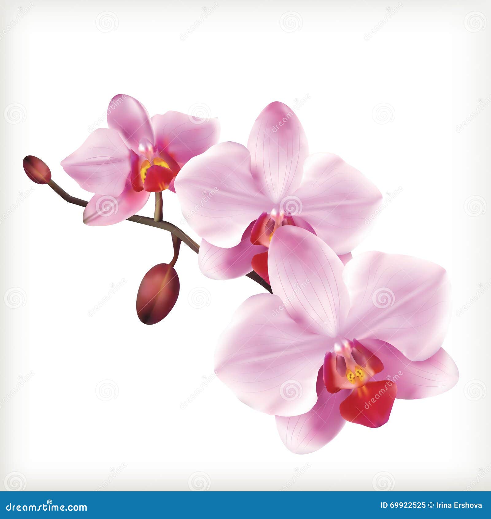 Orchid Flowers, Vector Icon Set Stock Vector - Illustration of ...