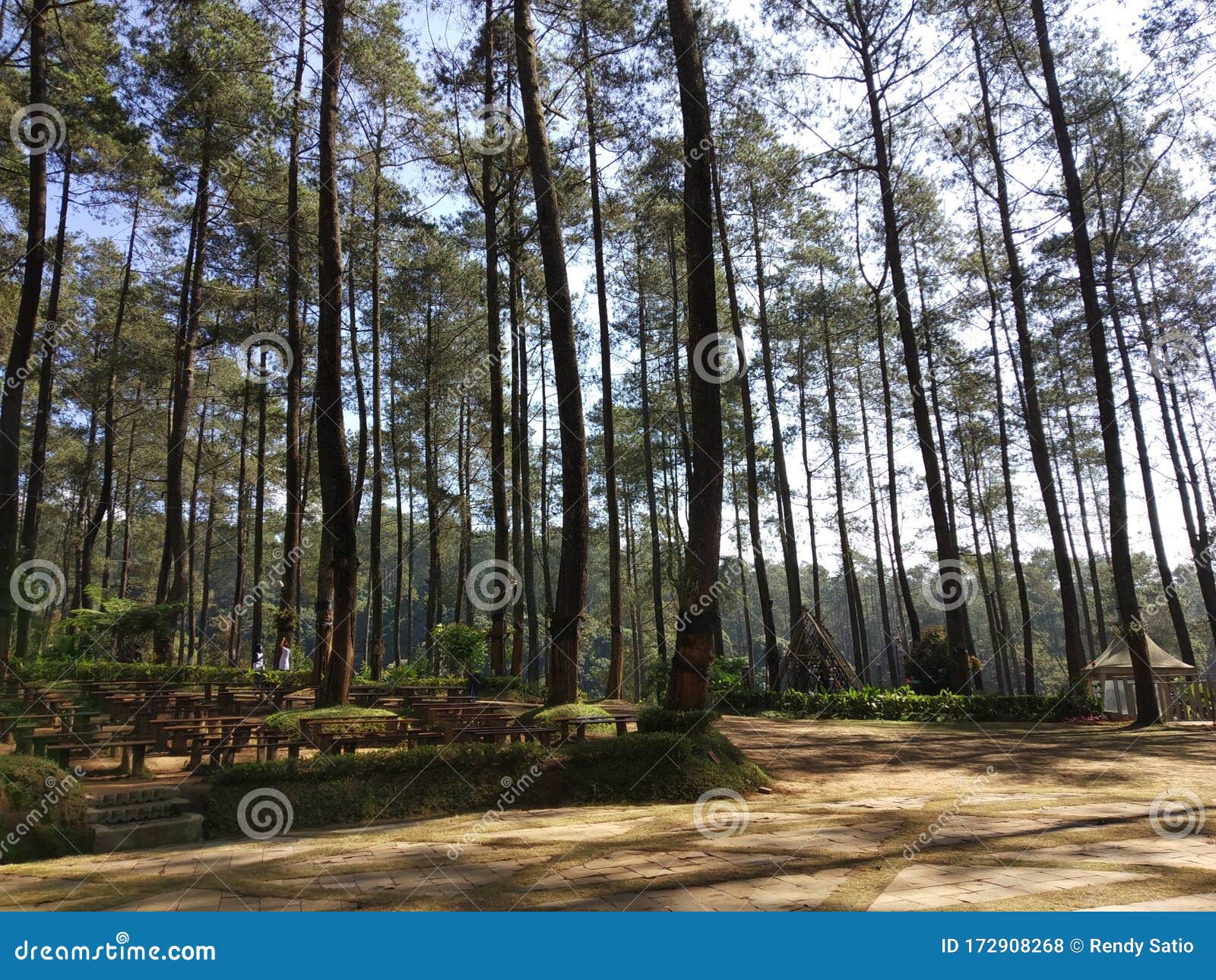Orchid Forest Cikole Indonesia Stock Photo - Image of vacation ...