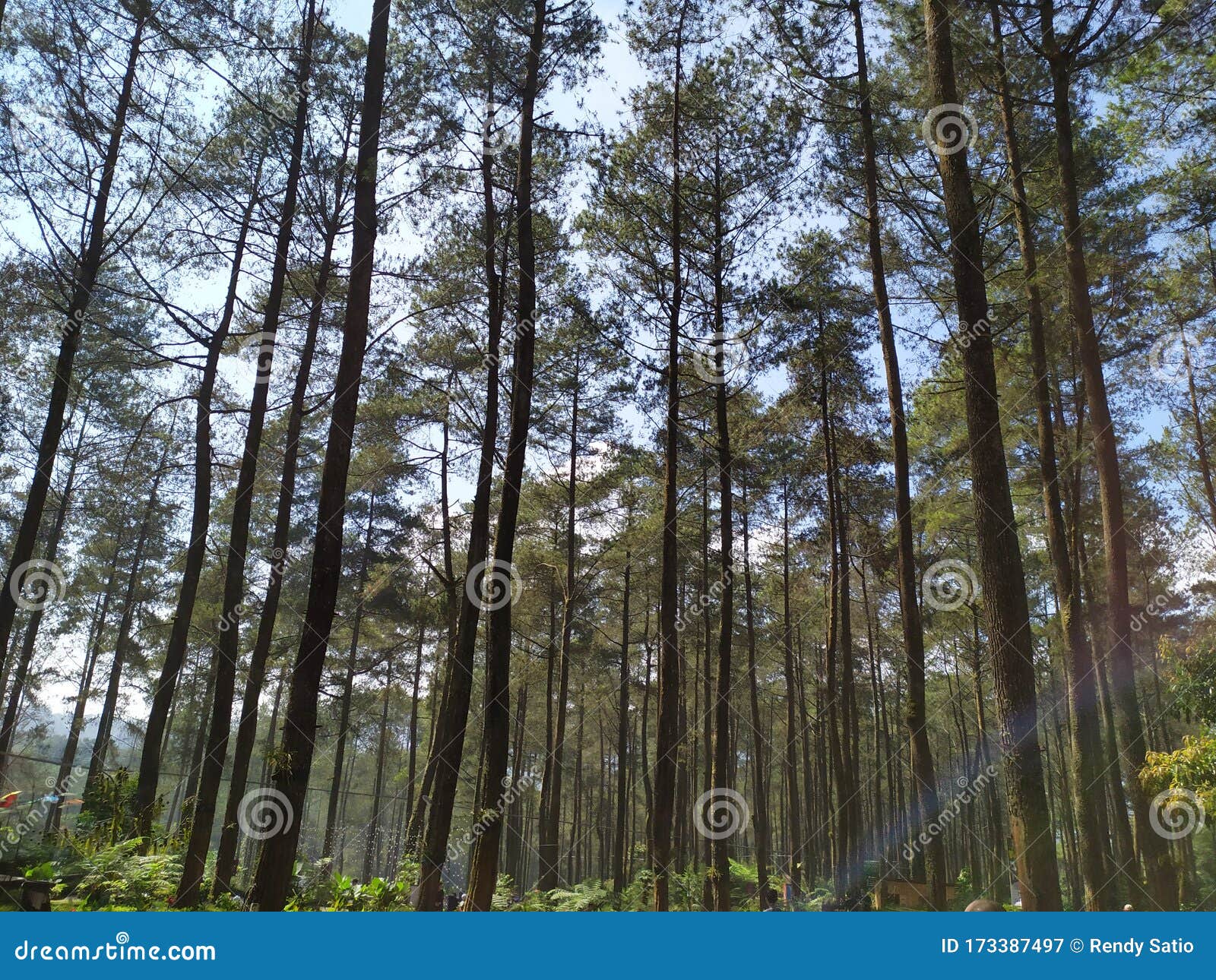 Orchid Forest Cikole, Indonesia Stock Image - Image of indonesia ...