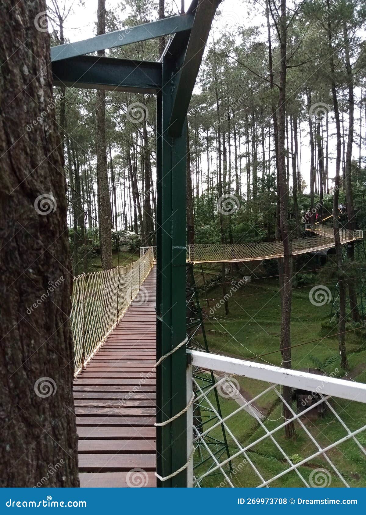 Trees and Sky View in Orchid Forest Cikole Stock Photo - Image of ...
