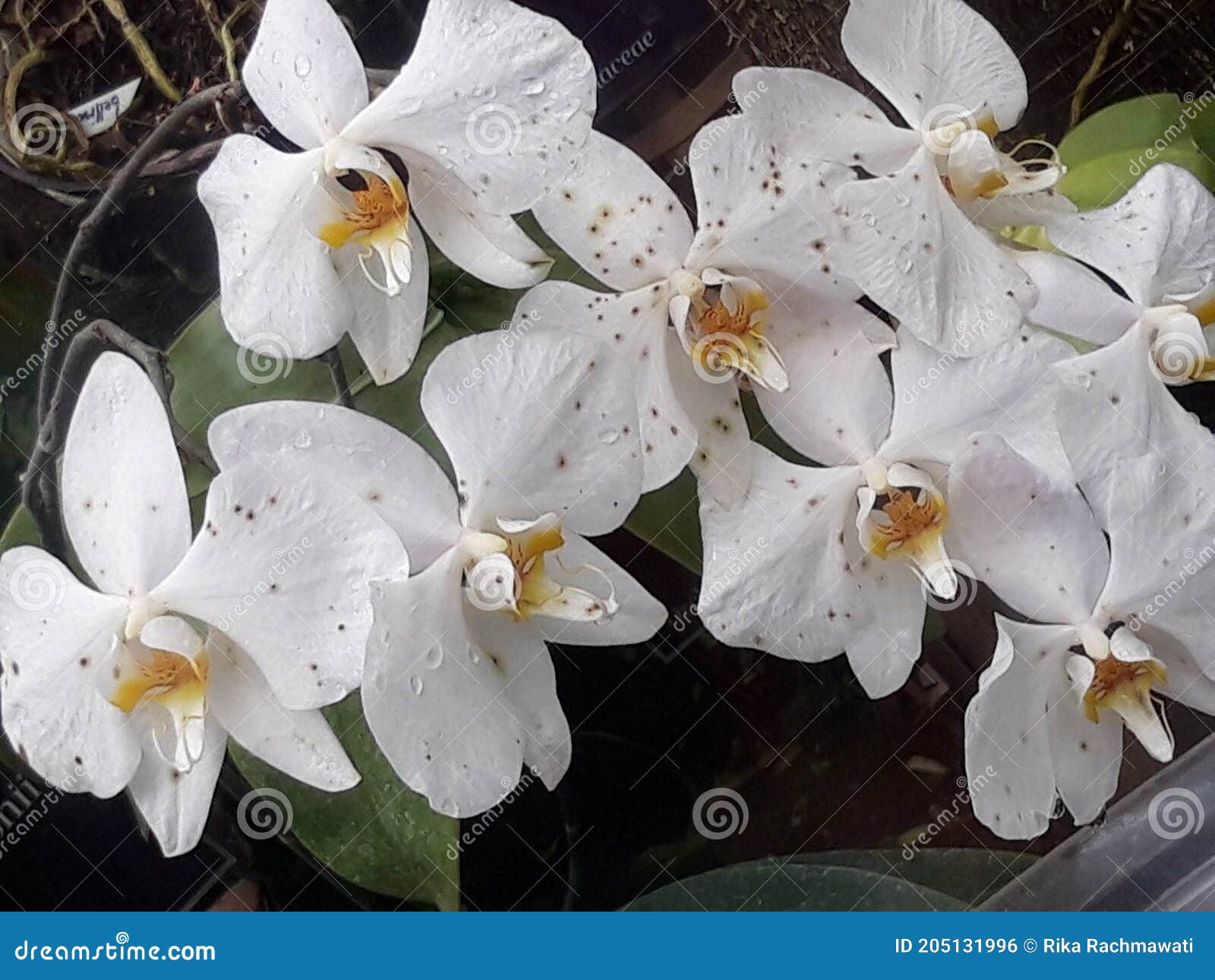 Orchid Forest, Lembang-Indonesia Stock Photo - Image of white, shrub ...