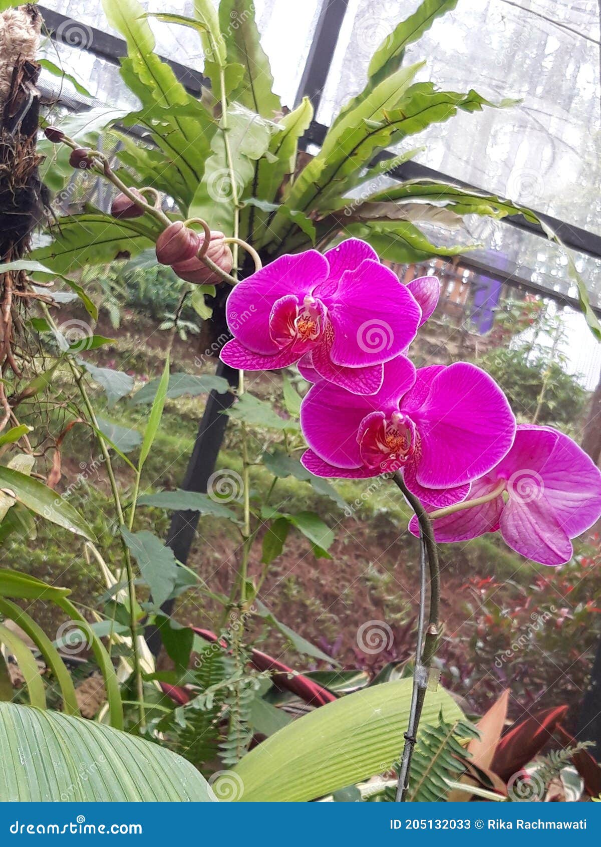 Orchid Forest, Lembang-Indonesia Stock Image - Image of produce, forest ...