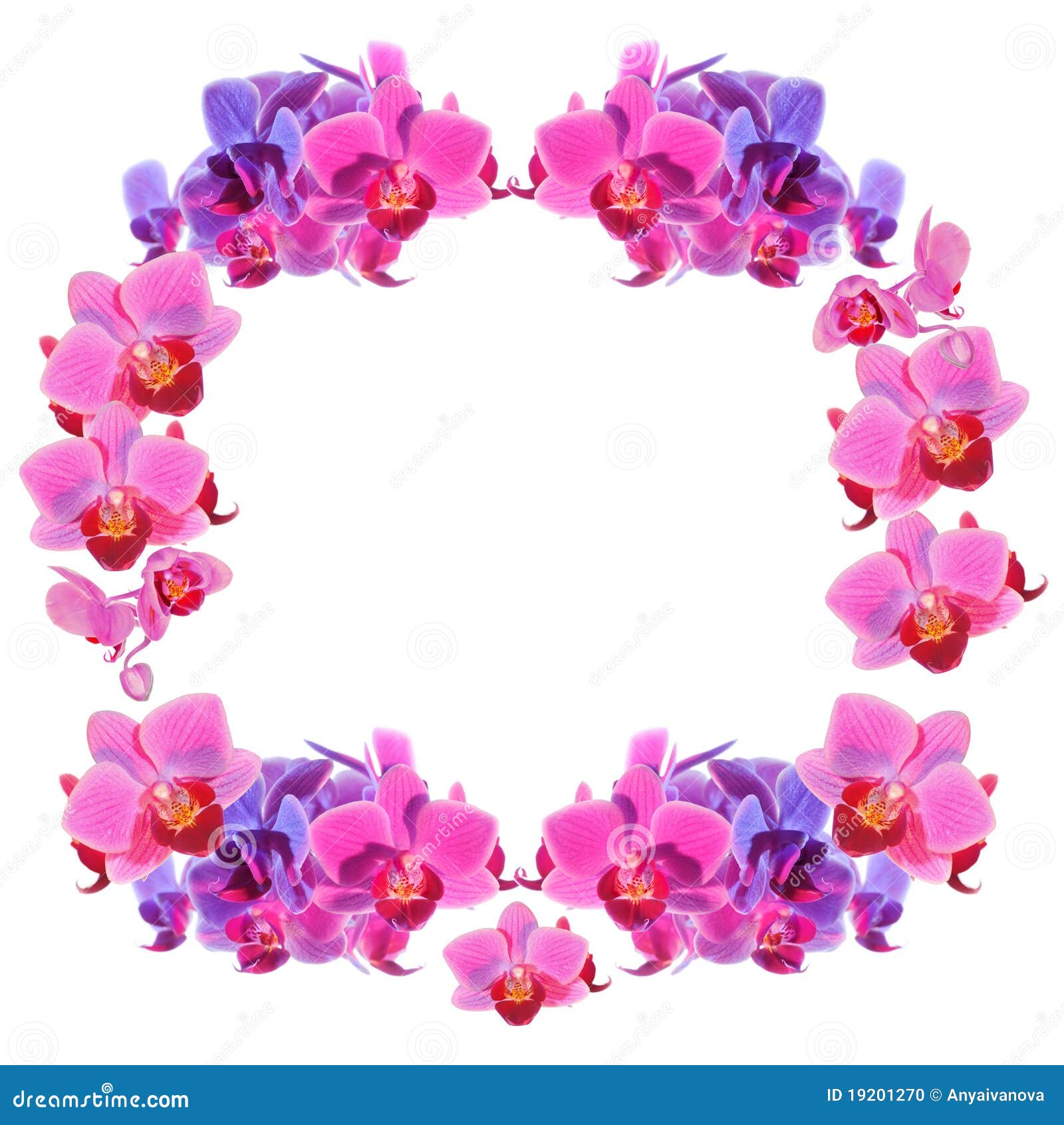 Orchid frame stock photo. Image of orchid, circle, violet - 19201270