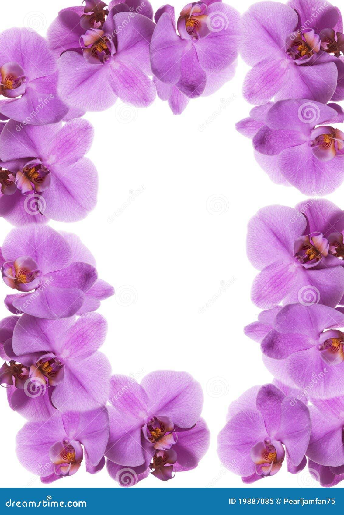 Orchid frame stock image. Image of wedding, pink, frame - 19887085