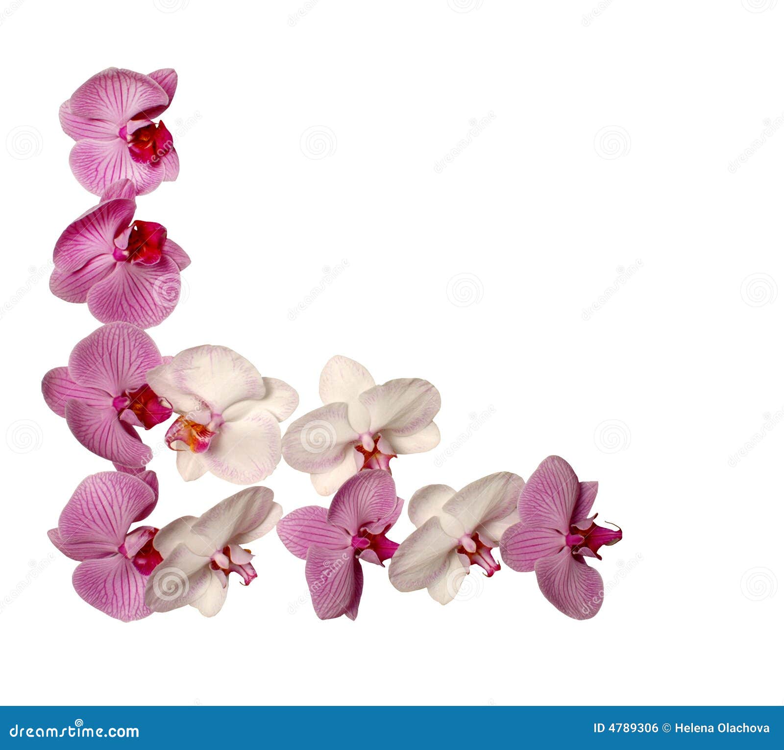 Orchid Frame Royalty-Free Stock Photo | CartoonDealer.com #25574625