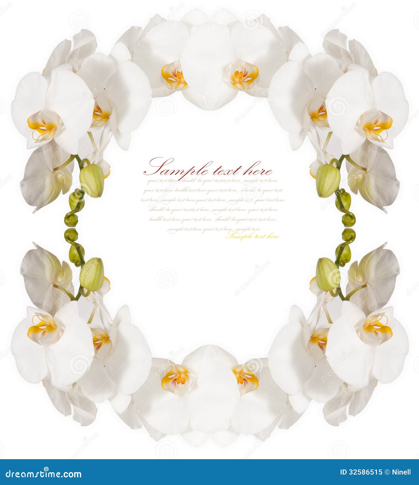 Orchid stock image. Image of elegance, blossom, frame - 32586515