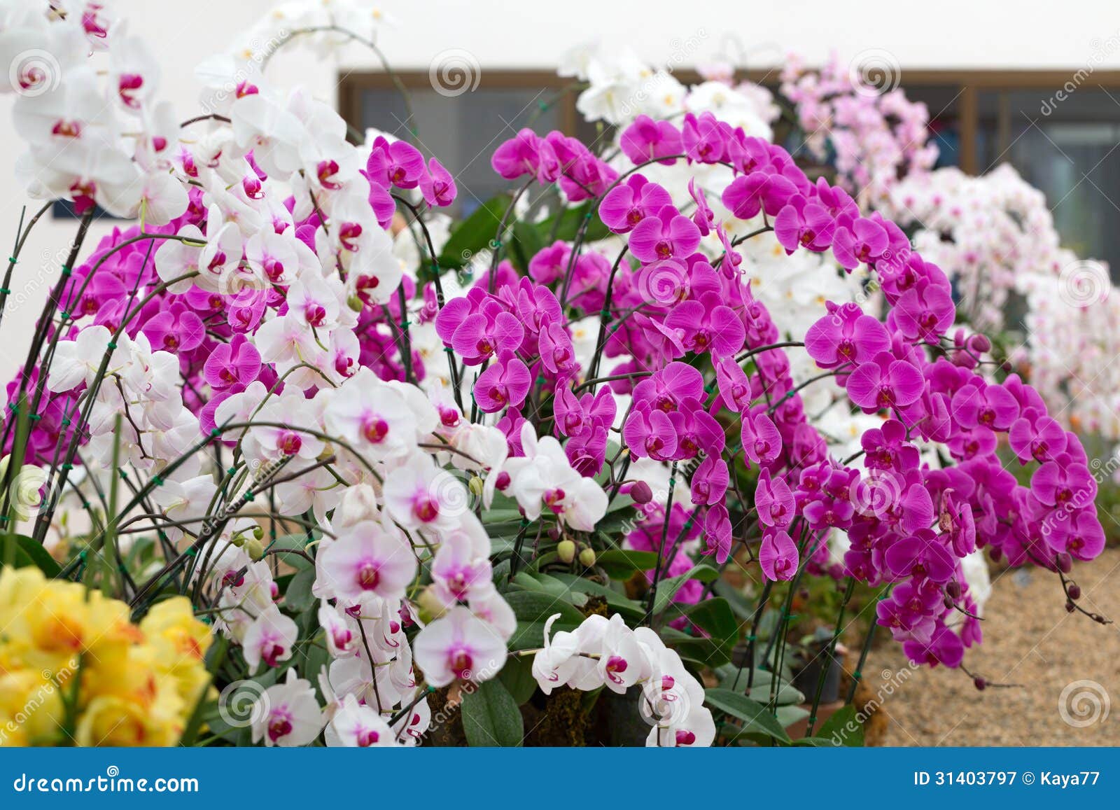 Orchid Garden stock image. Image of floral, purple, pink - 31403797