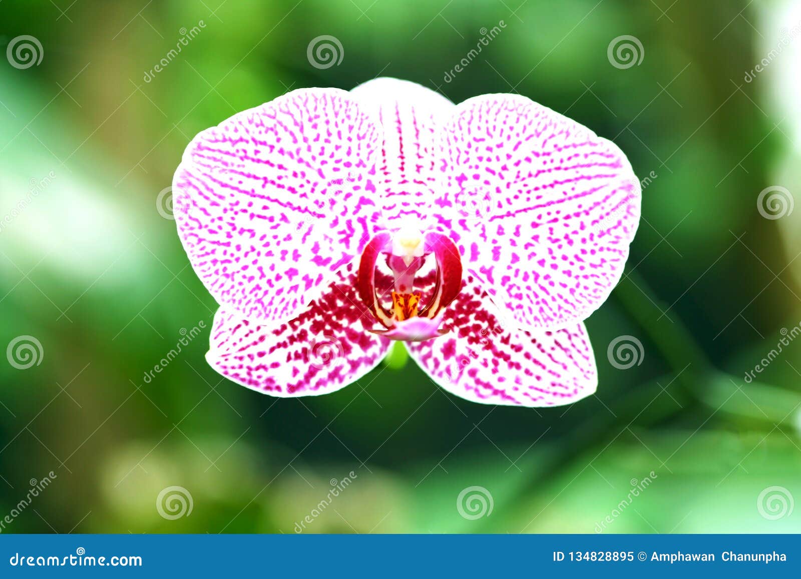 Orchid Genus Vanda Flower Purple Blooming on the Tree Stock Image ...