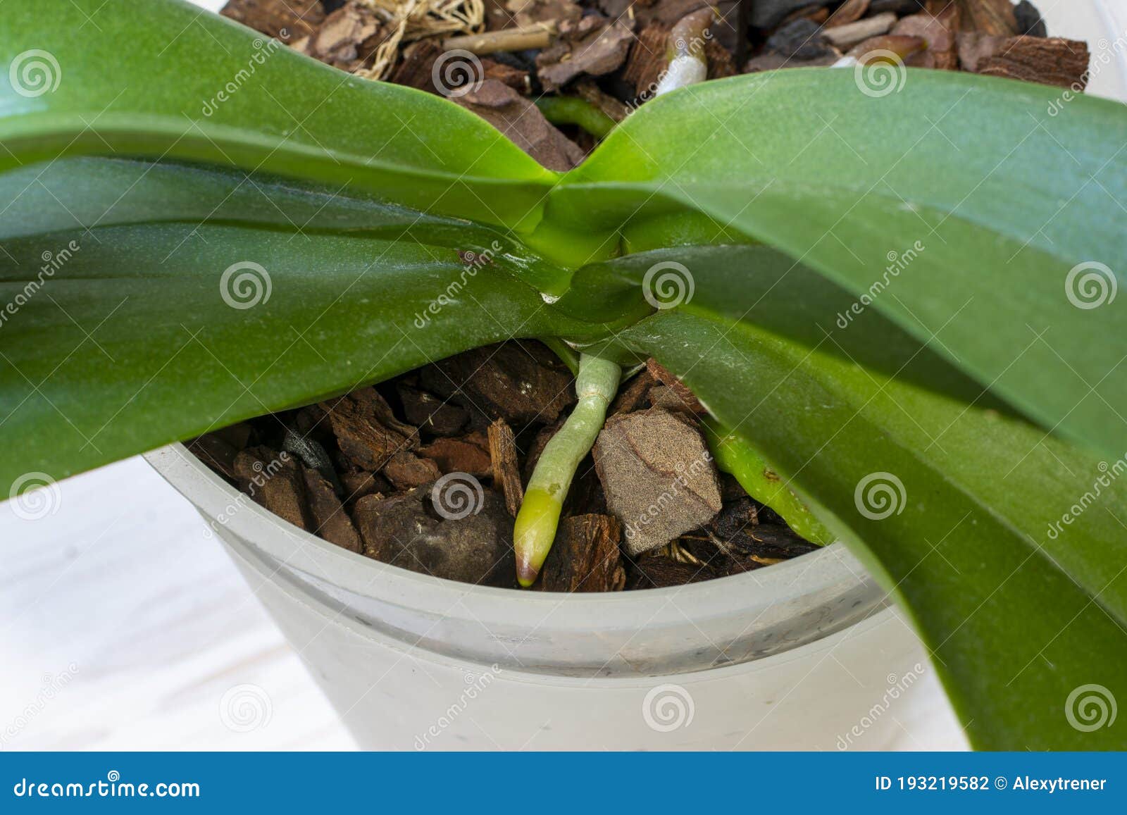 Orchid Grows New Young Roots. Roots in the Active Phase of Growth ...