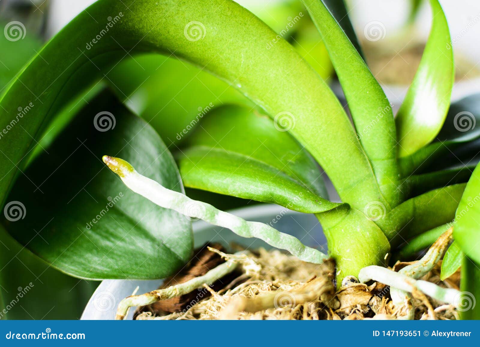 Orchid Grows New Young Roots. Close Up Roots in the Active Phase of ...