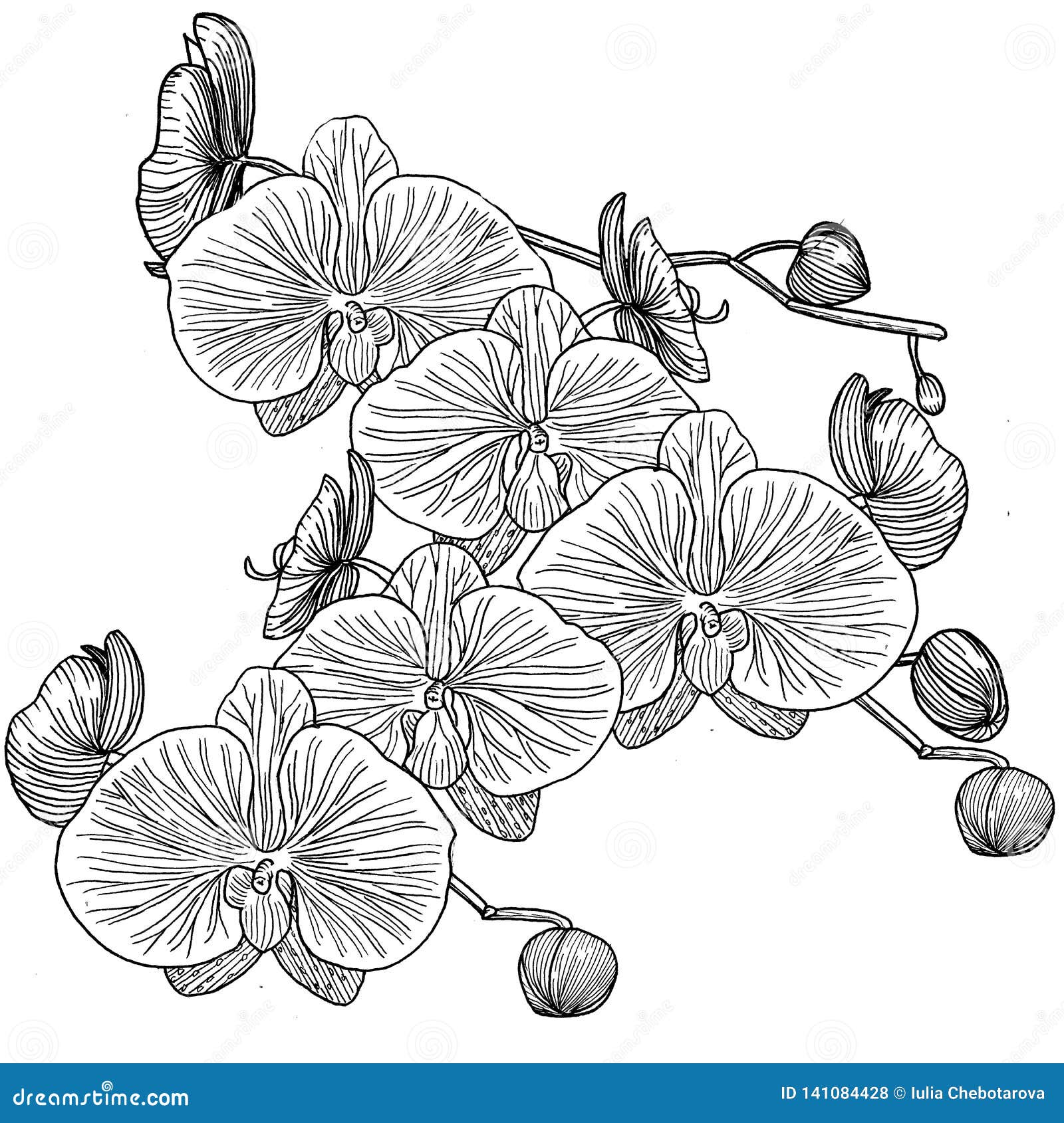 Orchid. Hand Drawn. Graphics. Stock Photo - Image of background, flower ...