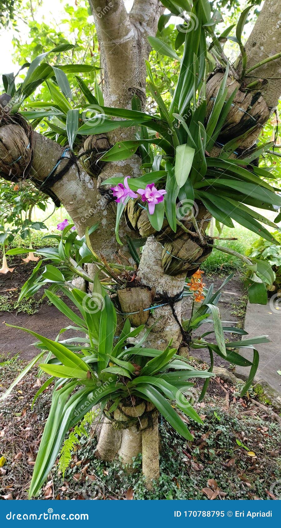 Orchid Hangging on the Tree Stock Image - Image of white, anggrek ...
