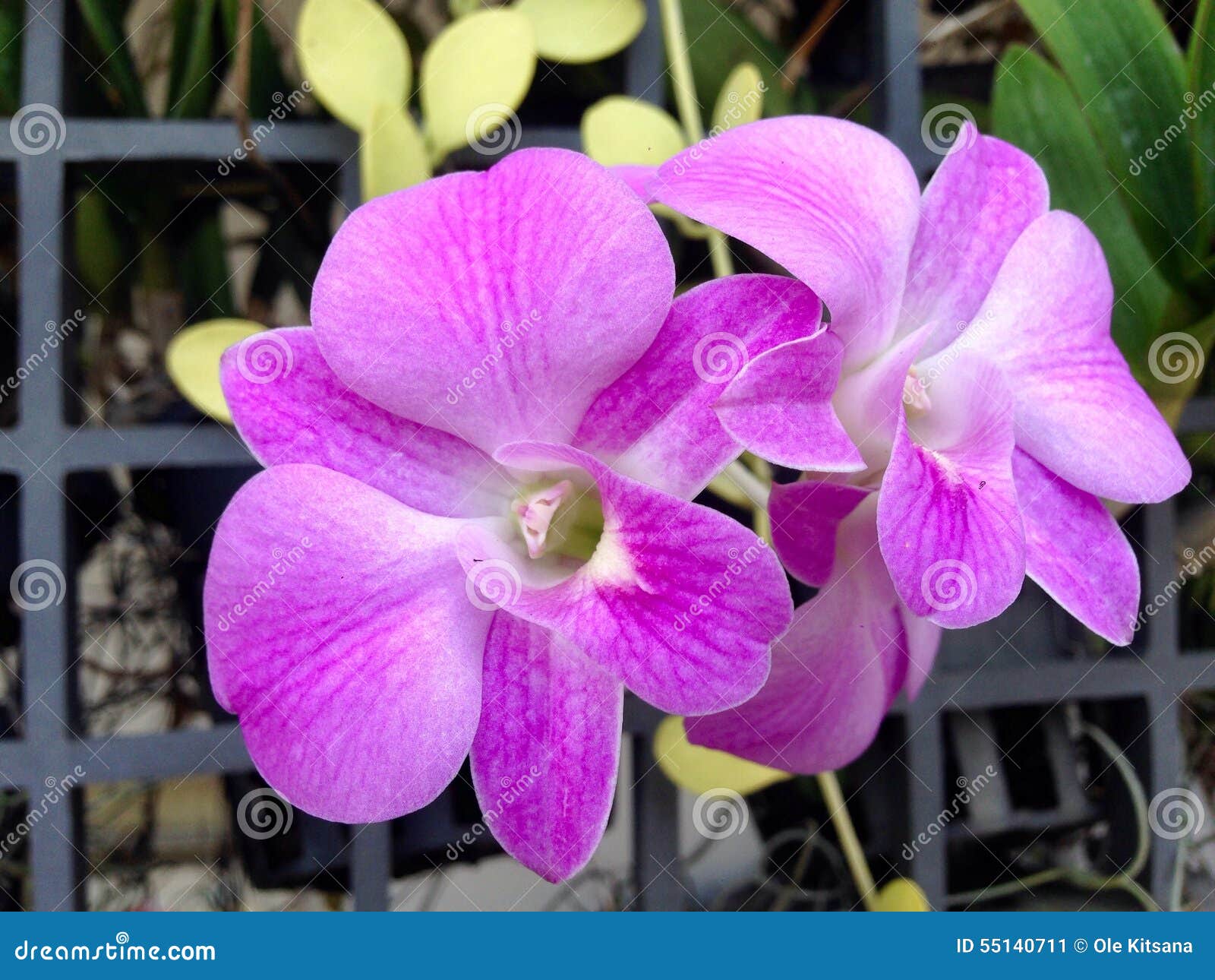 Orchid stock image. Image of orchid, light, leaves, purple - 55140711