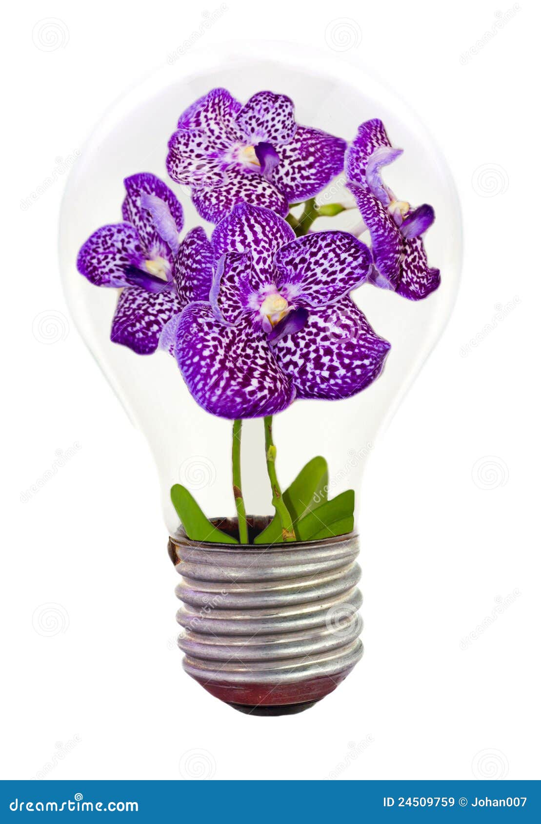 Orchid Inside the Light Bulb Stock Image - Image of edison, bloom: 24509759
