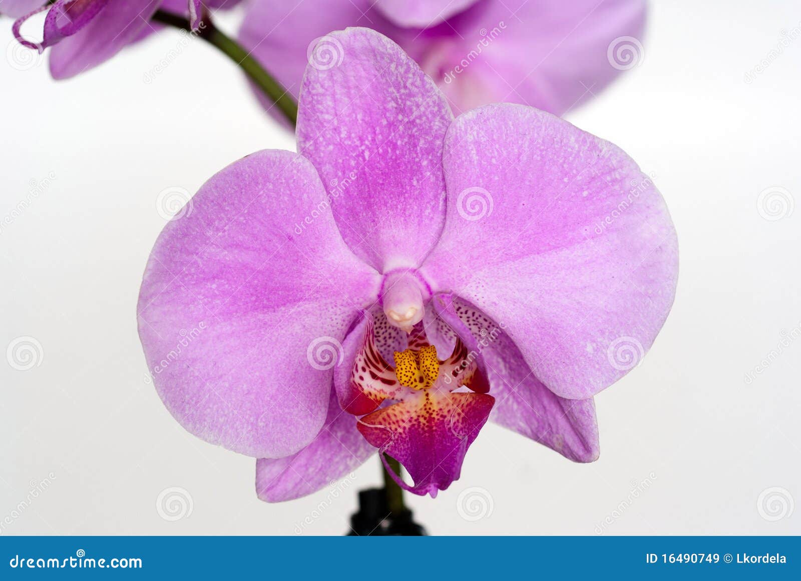 Orchid isolated on gray stock image. Image of botany - 16490749