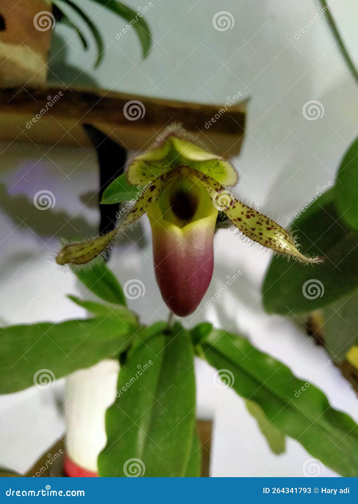 Kantong Semar. Green Nepenthes Is Nepenthes Mirabilis Royalty-Free ...