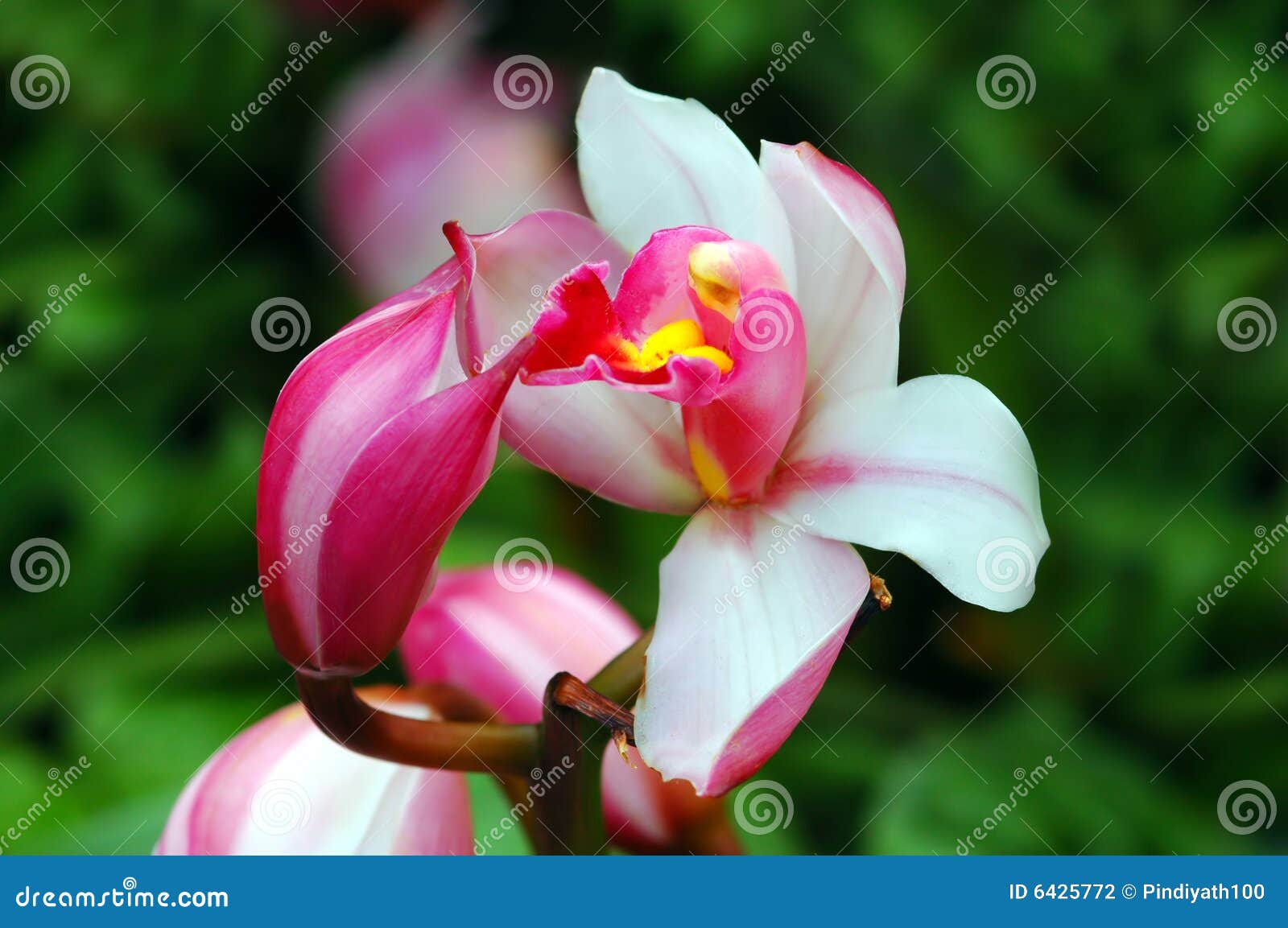 Very Intimate Couple Of Common Wood Pigeons Together, Bird Mating ...