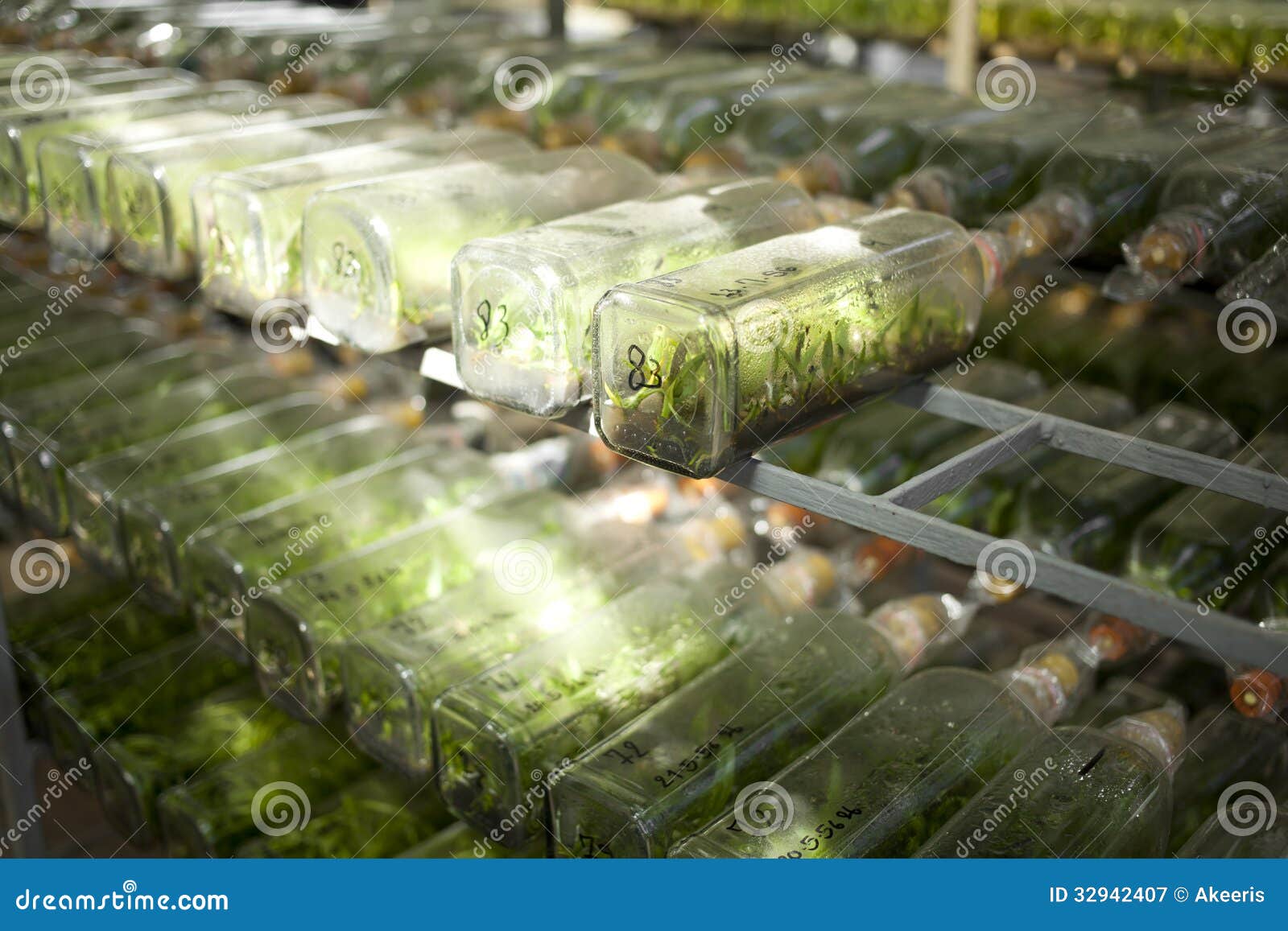 Orchid lab stock image. Image of metal, arranging, laboratory - 32942407