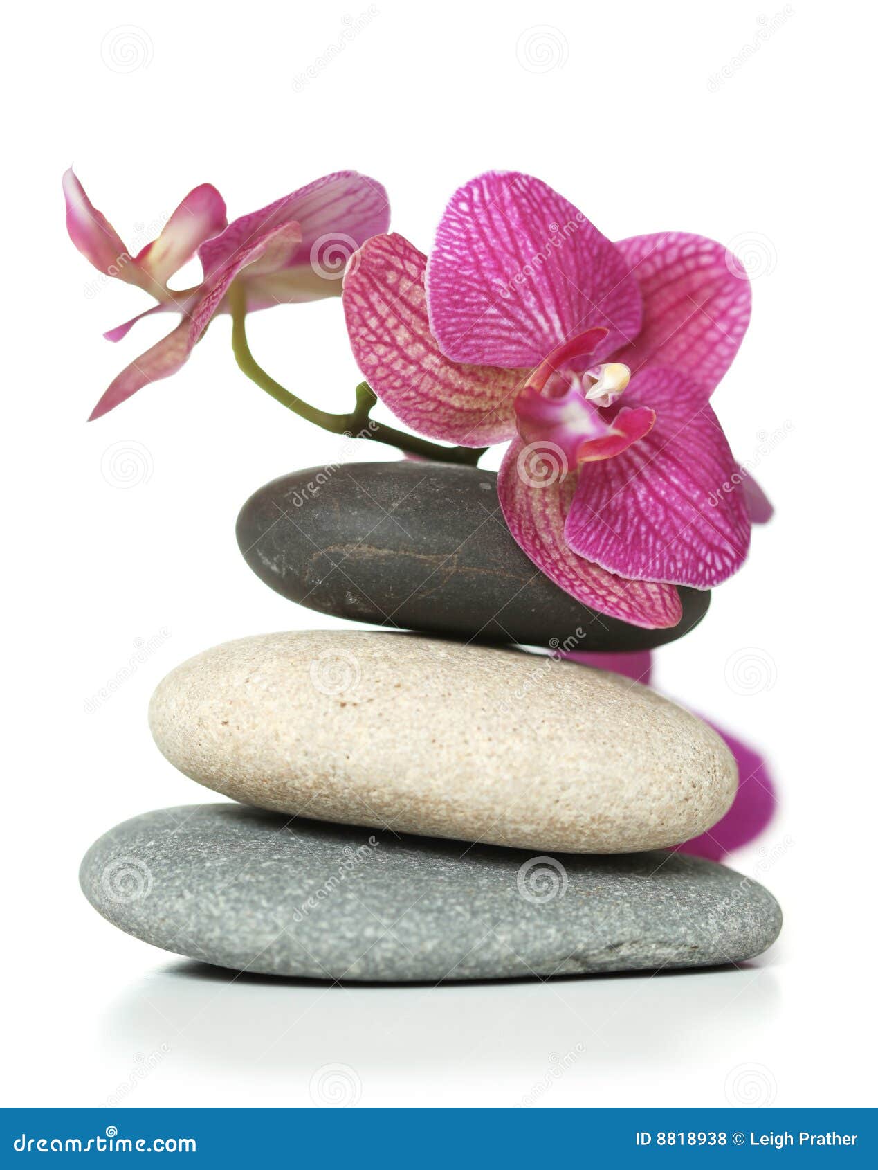 Orchid laying on stones stock photo. Image of bloom, peace - 8818938