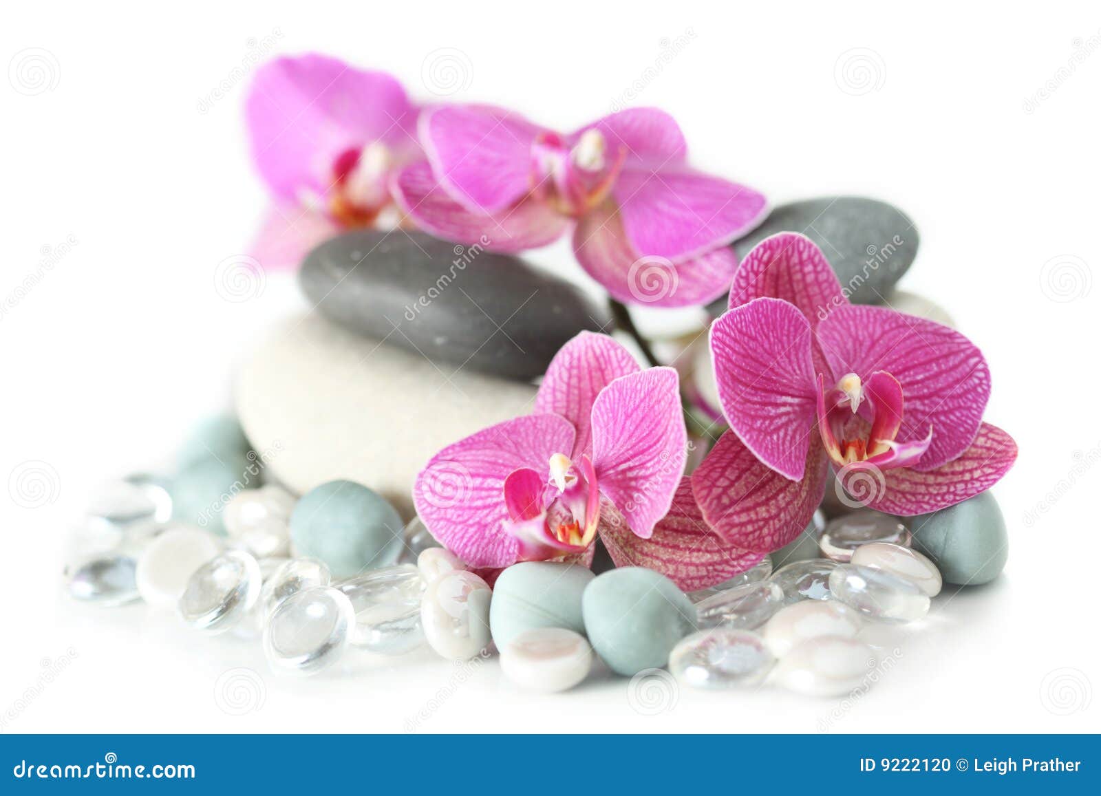 Orchid laying on stones stock photo. Image of flora, branch - 9222120