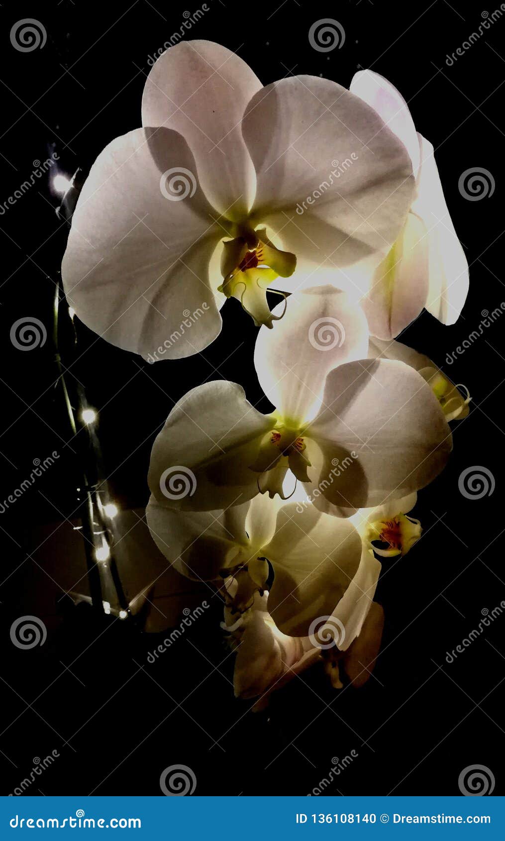 Orchid light stock photo. Image of fairy, lights, orchid - 136108140