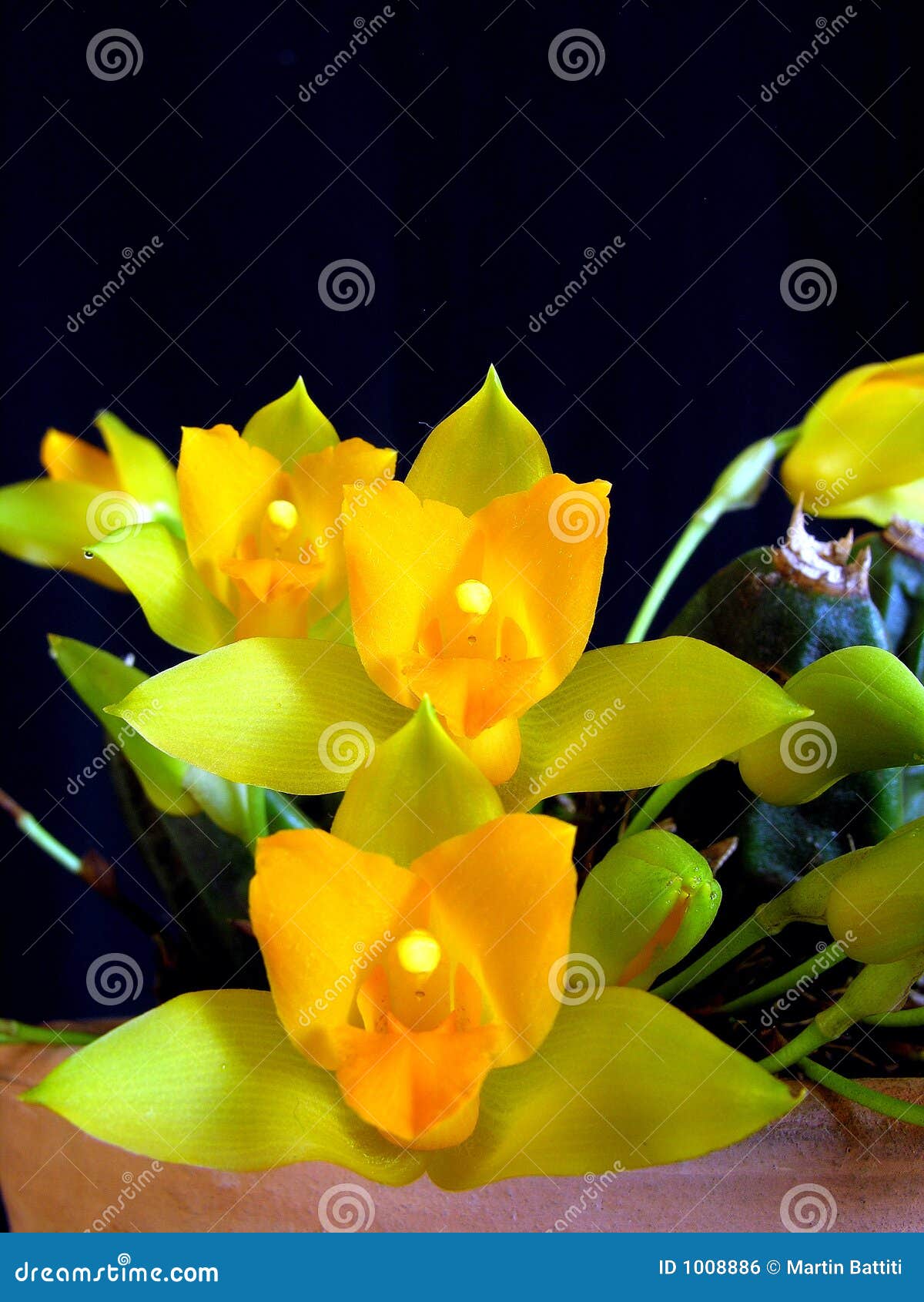 Orchid: Lycaste cochleata stock photo. Image of flowers - 1008886