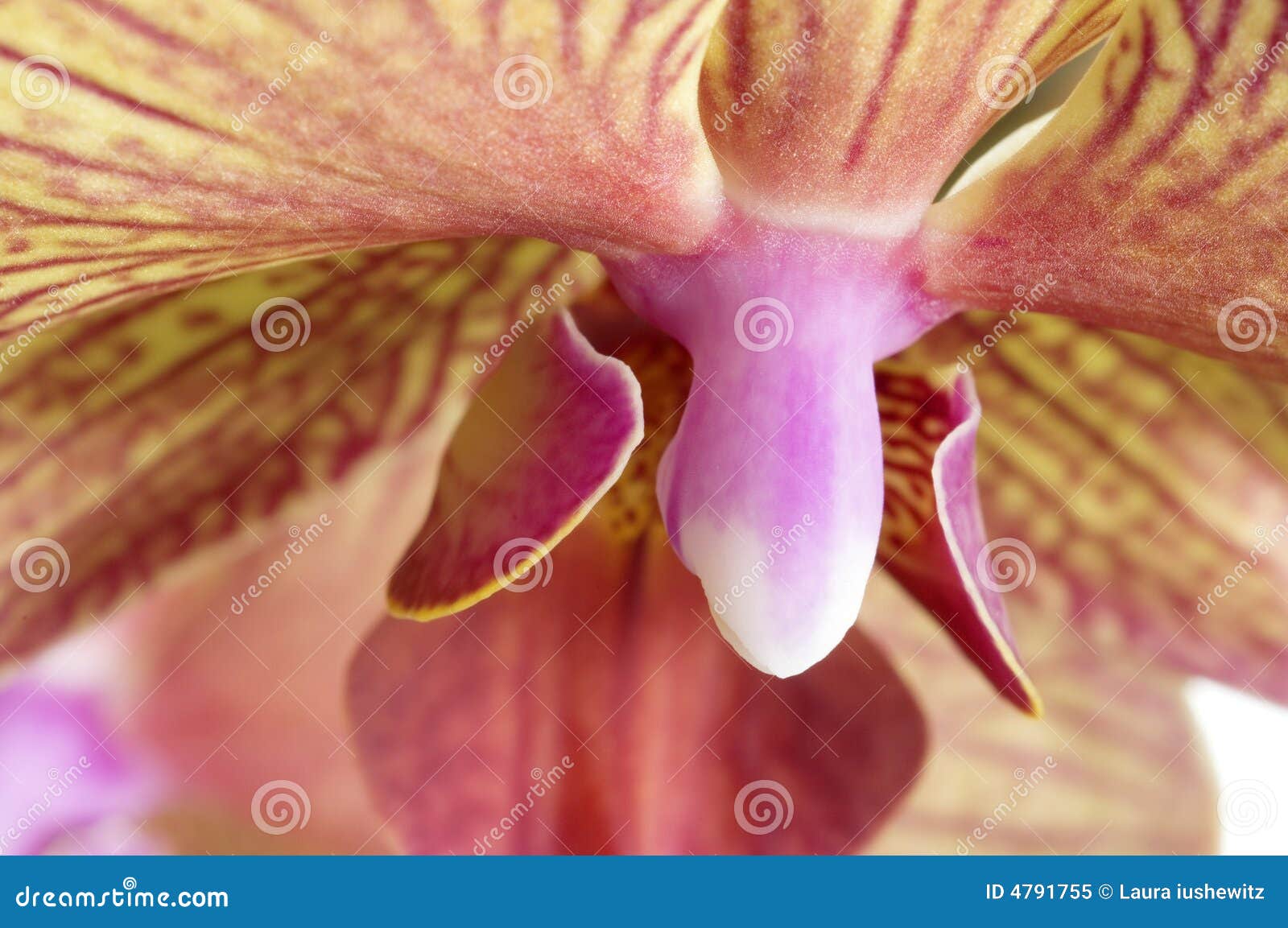 Orchid macro stock image. Image of pattern, exotic, petal - 4791755