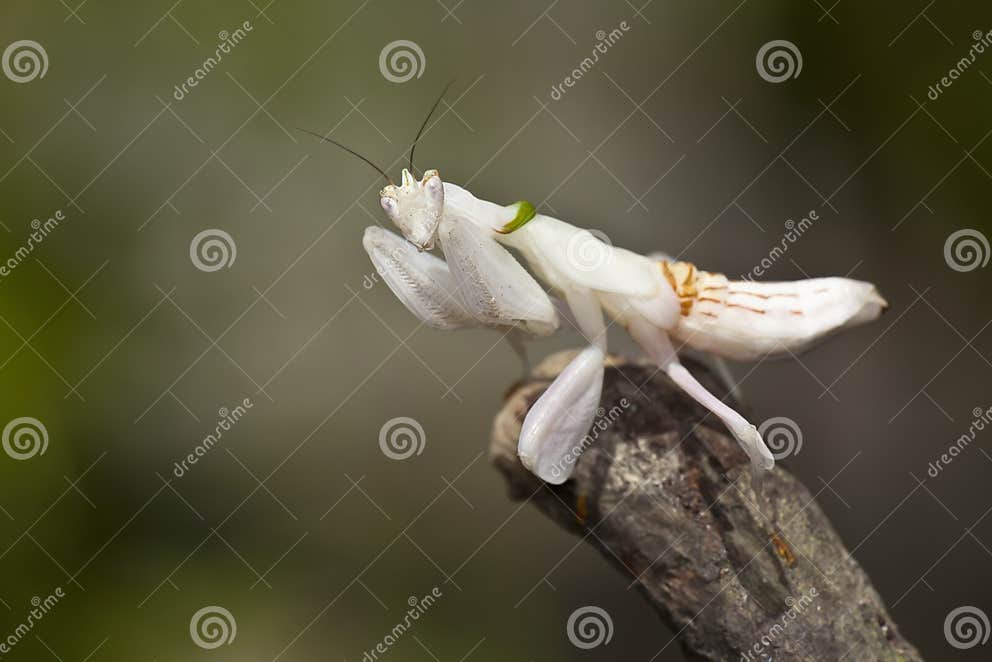 Orchid mantis stock image. Image of grass, flora, wild - 18111919