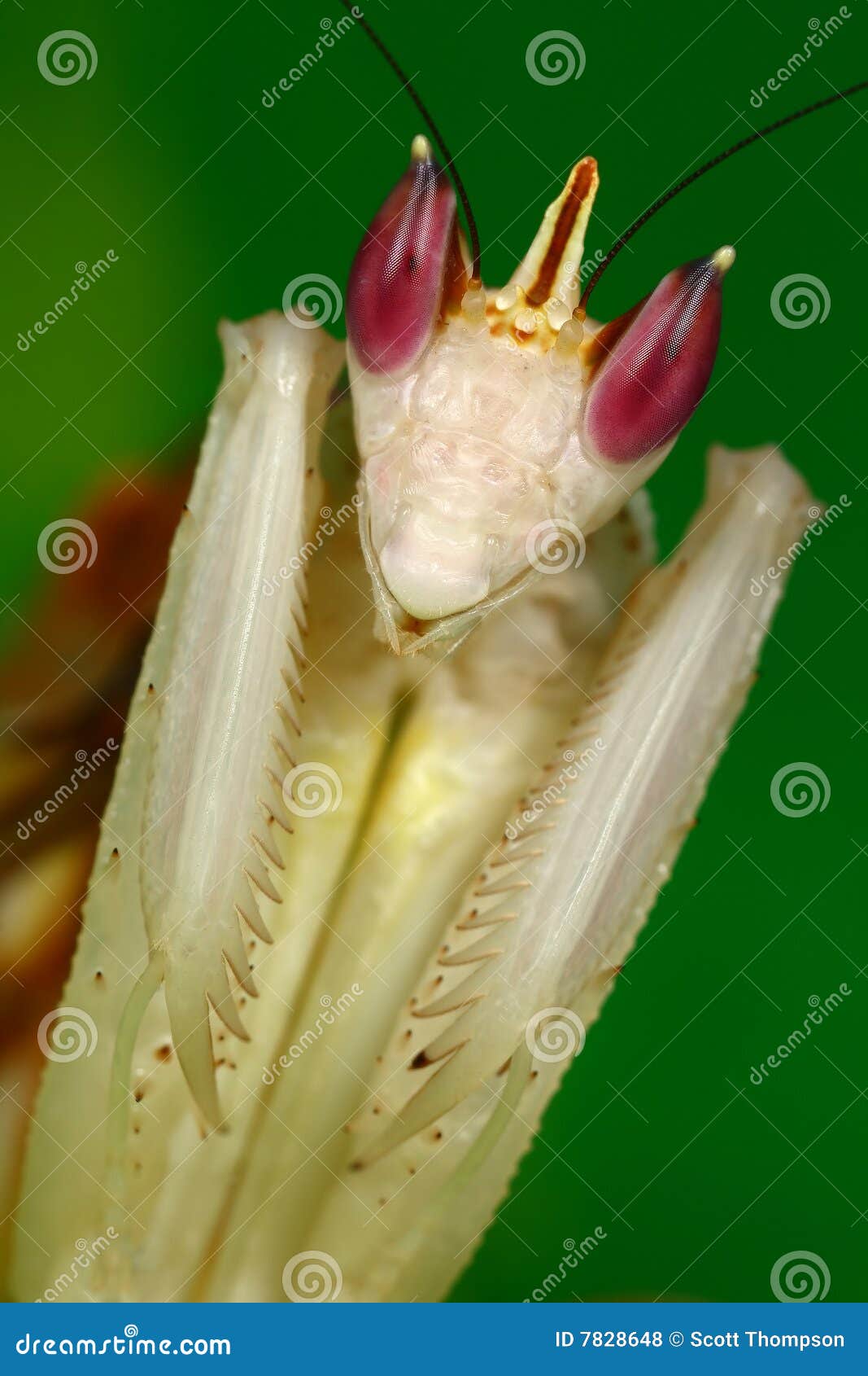 Orchid mantis adult female stock photo. Image of 24ex - 7828648