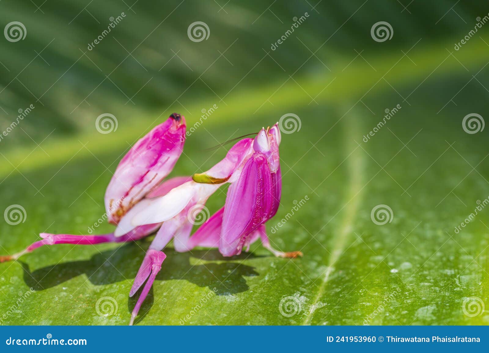 Orchid Mantis Camouflage. the Praying Mantis on Leaf Stock Photo ...
