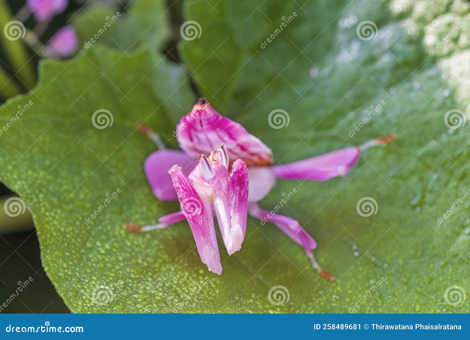Orchid Mantis Camouflage. the Praying Mantis on Leaf Stock Image ...