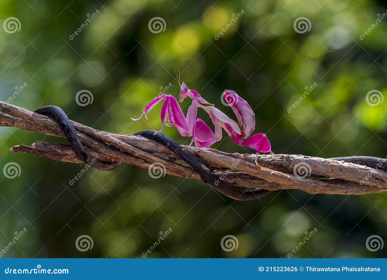 Orchid Mantis Camouflage. the Praying Mantis on the Vine Stock Photo ...