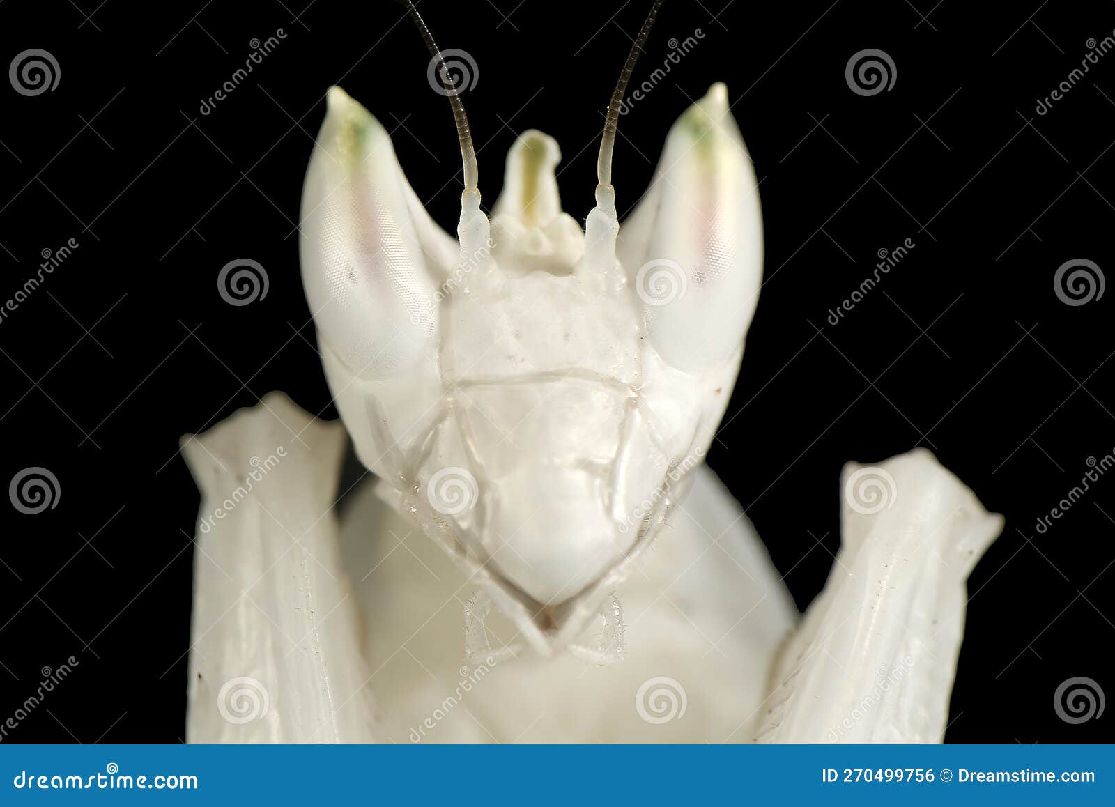 Orchid Mantis Close Up Eyes Stock Photo - Image of organ, white: 270499756