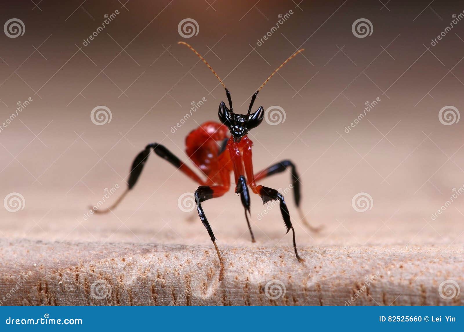 Orchid Mantis Hymenopus Coronatus Stock Photo - Image of broneo, mantis ...