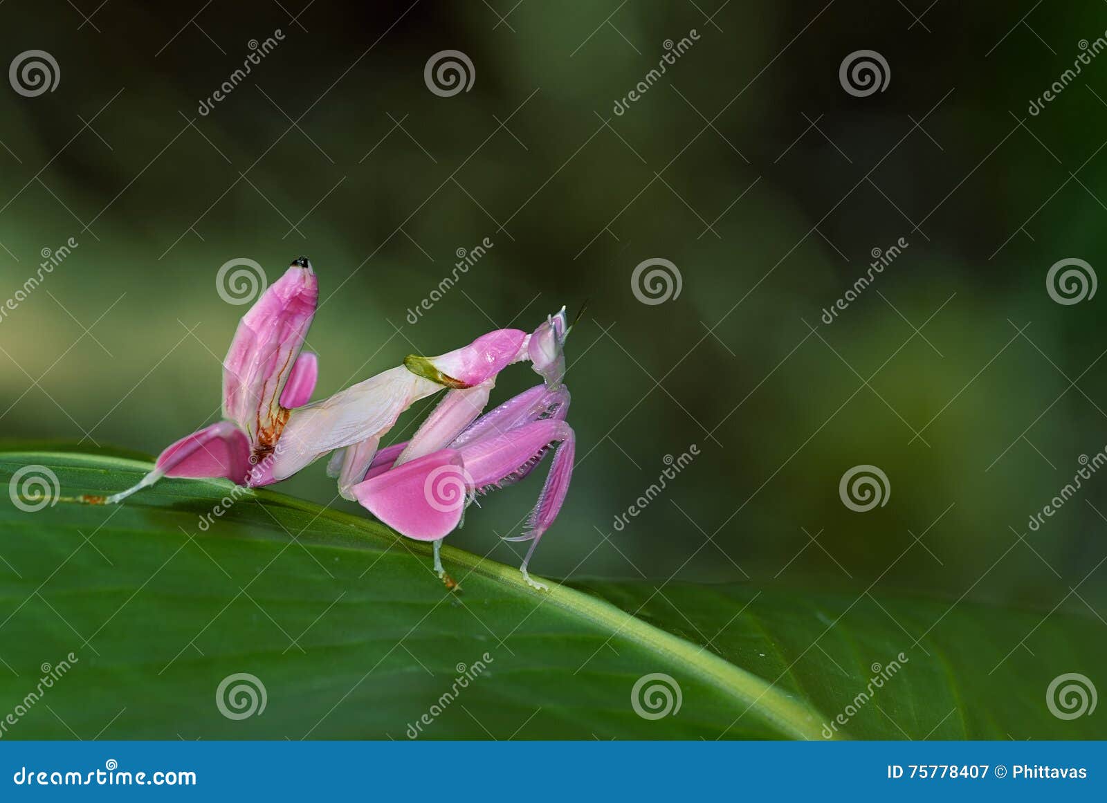 Orchid Mantis ,Pink Grasshopper As Animal Background Stock Image ...