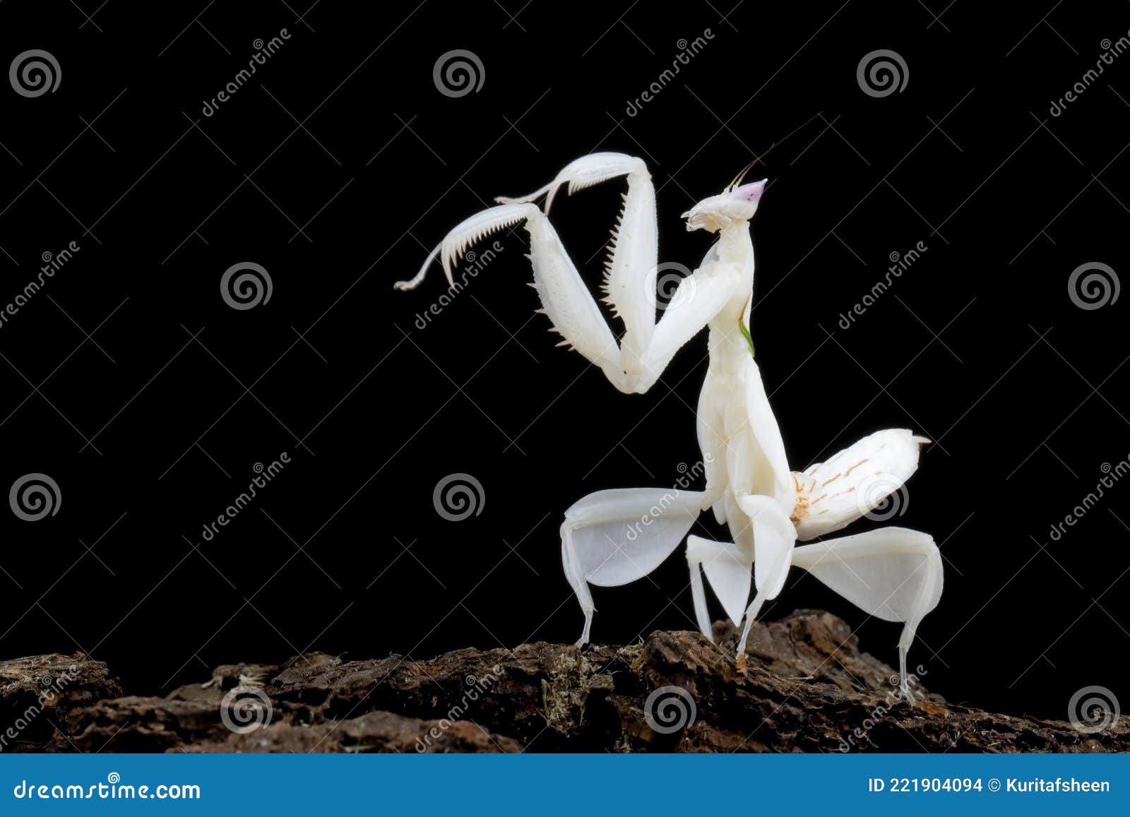 Orchid Mantis on Wood with Black Background Stock Photo - Image of ...