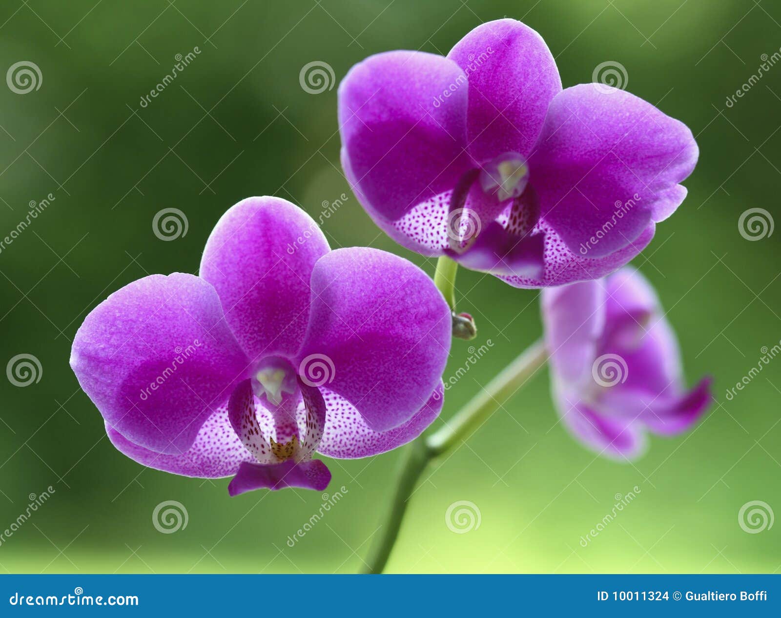 1,914 Classic Orchid Stock Photos - Free & Royalty-Free Stock Photos ...