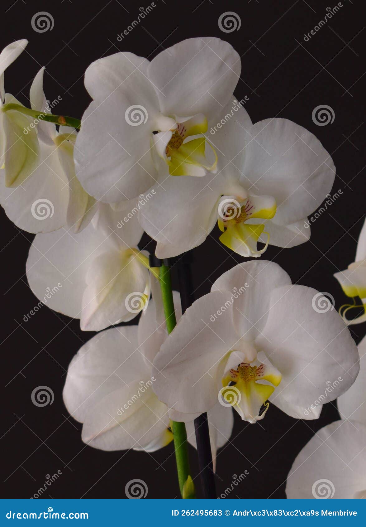 Orchid natural flower stock image. Image of nature, flowery - 262495683