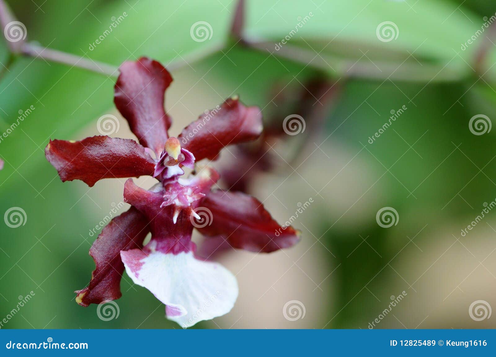 Red Oncidium Stock Image | CartoonDealer.com #18382291