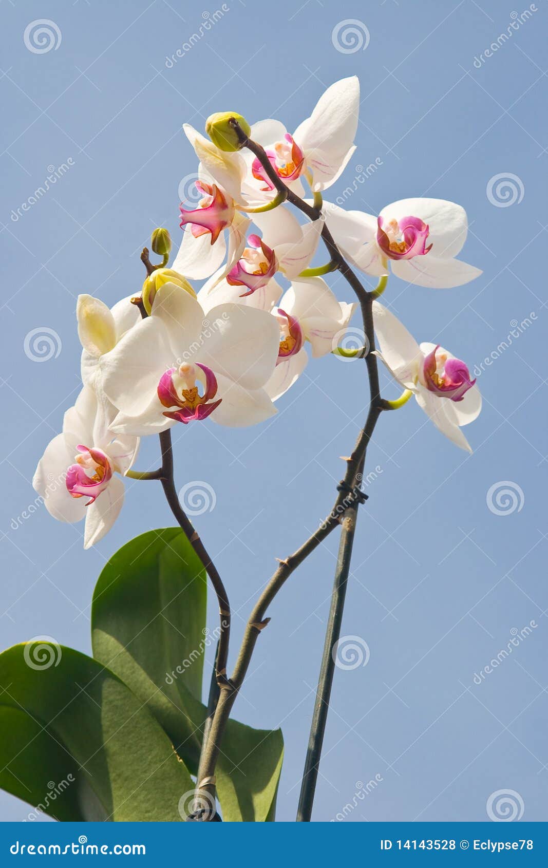 Orchid over blue sky stock photo. Image of natural, beauty - 14143528