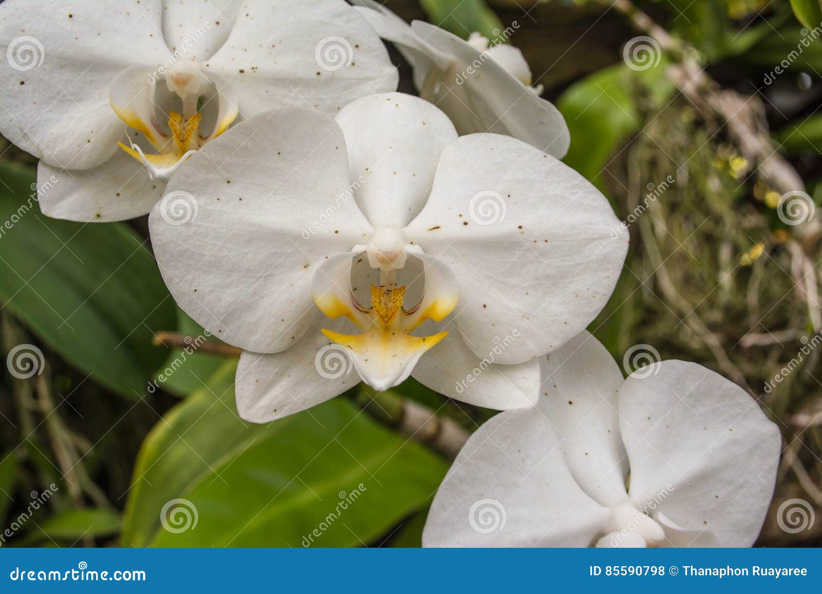 Orchid park stock photo. Image of agriculture, tree, park - 85590798